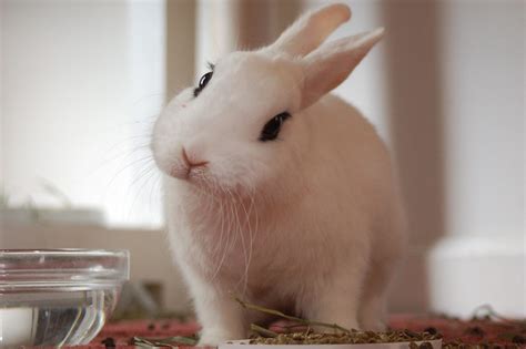 10 Raças De Coelho Que Você Vai Querer Ter Em Casa Mundo Inverso
