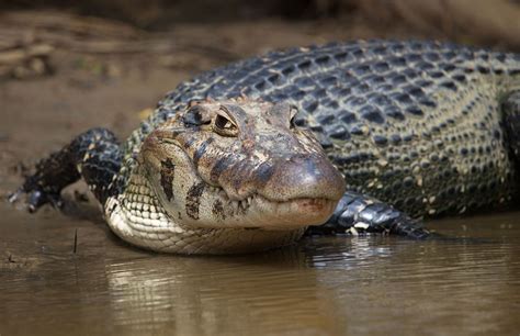 Are Black Caimans Larger Than Alligators Size Species And Facts