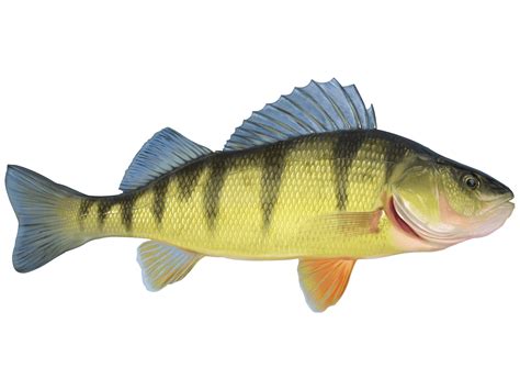 Freshwater Perch Fish