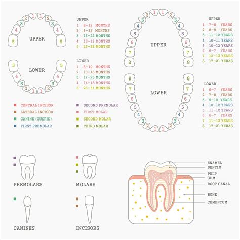 Tooth Eruption Charts Chart Trends Overview