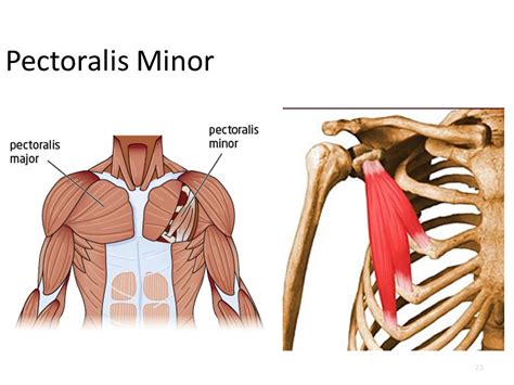 Pectoralis Minor Muscle Profiles Steroids Live