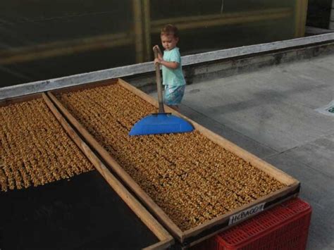 Coffee Processing Methods The Colombian Coffee Co