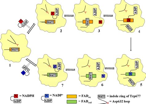 Schematic Illustration Of Nadph Binding To And Nadp Release From Cypor Download Scientific