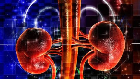 肾结石究竟是怎么形成 疾病科普 博禾医生