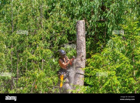 Man Cutting Down Dead Ash Tree From Emerald Ash Borer Infestation