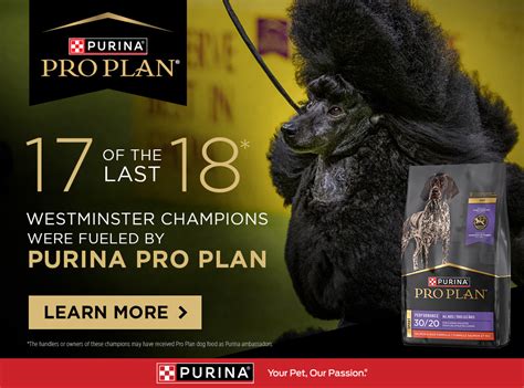 Candy Cane Cluster Dog News