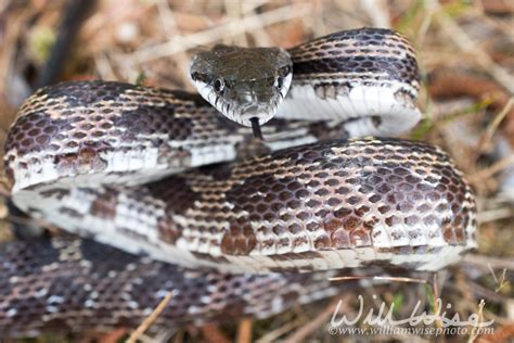 Georgia Ratsnake William Wise Photography