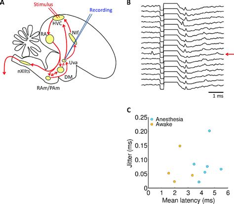 Multi Unit Recordings In Uva During Singing A Simplified Schematic