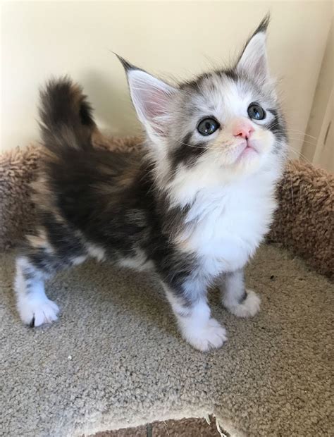 50 Painfully Cute Maine Coon Kittens Bored Panda