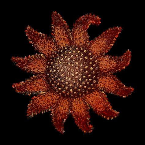 Santiago Scholl Songs List Genres Analysis And Similar Artists Chosic