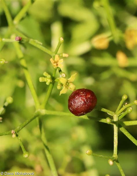 Rubia Tinctorium • Floravegeu