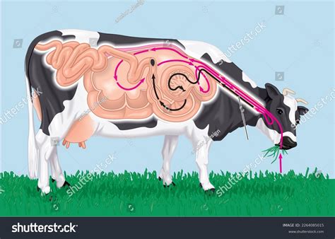 Ruminate Cow