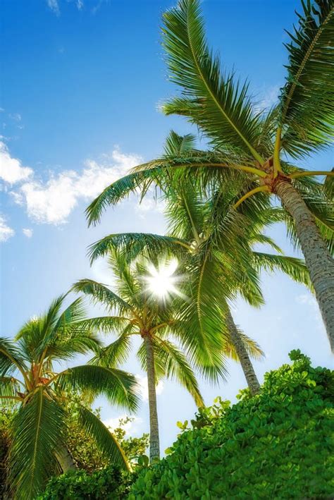 The Tree Token Of A Type Tree Universal Plant In All Types And