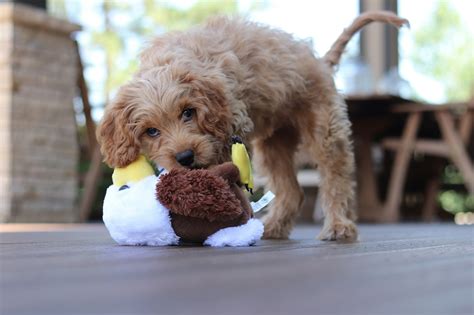 The Cavapoo Lifespan How Long Do Cavapoos Live