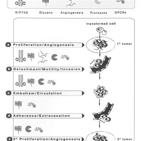 The Key Stages Of Tumor Progression Tumor Proliferation Coupled With