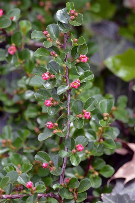 Cotoneaster Apiculatus Cranberry Cotoneaster Purdue Arboretum Explorer