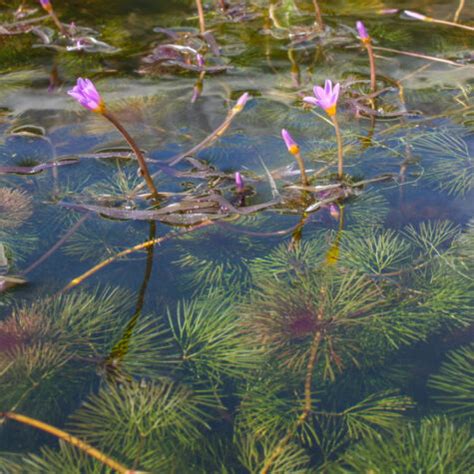 Cabomba Purple Bunched Aquarium Plant