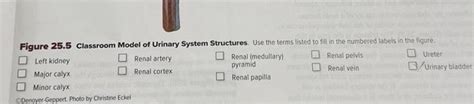 Solved Figure 255 Classroom Model Of Urinary System