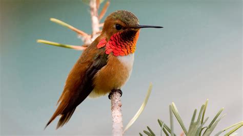 Species Spotlight Rufous Hummingbird
