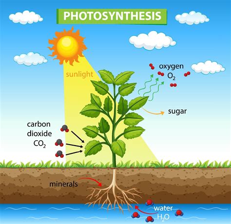 Explain The Process Of Photosynthesis In Plants With Diagram