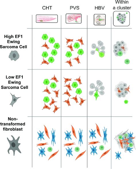 Ews Morphological Cell State Displays Context Specific Plasticity A