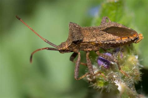 Brown Beetle Spiritual Meaning And Symbolism 9 Omens