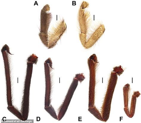 Meet The Spiders With Exceptionally Large Genitalia Male Tarantulas