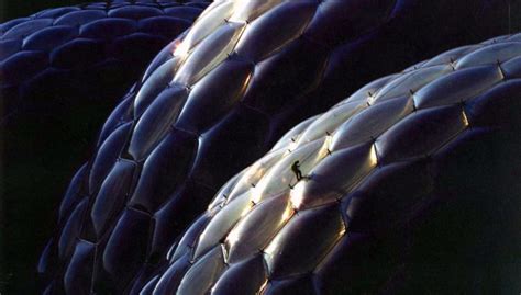 Biomorphic Architecture 10 Stunning Examples Virginia Duran