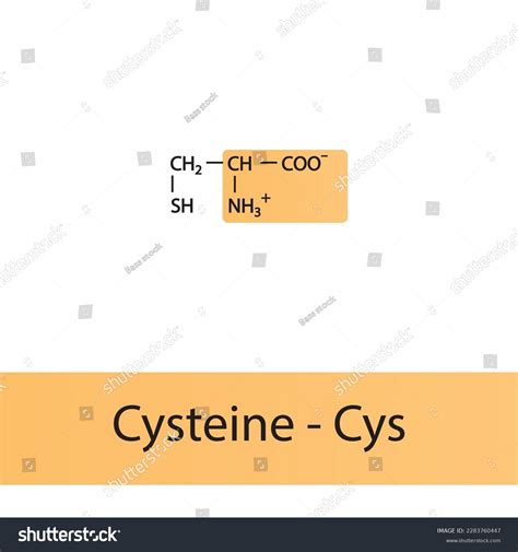 Cysteine Cys C Amino Acid Structure Stock Vector Royalty Free