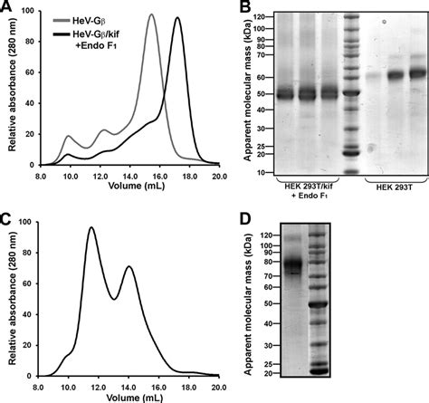 Purification Of Hev Gs And Hev G Ecto A Overlay Of The Elution Download Scientific Diagram