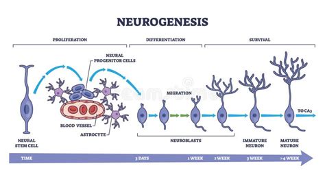 Neurogenesis As Detailed Neuron Development Process Stages Outline