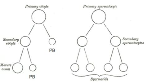 Lecture 22 Introduction To Reproduction Male Reproductive Anatomy