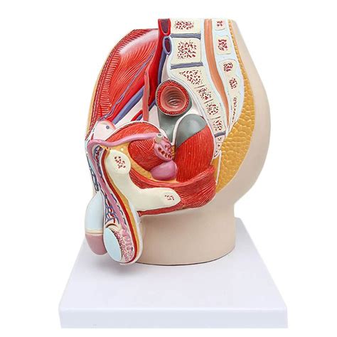 Buy Male Pelvis Model Male Reproductive And Urnary System Model Male