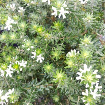 Weeping Tea Tree Native Plants