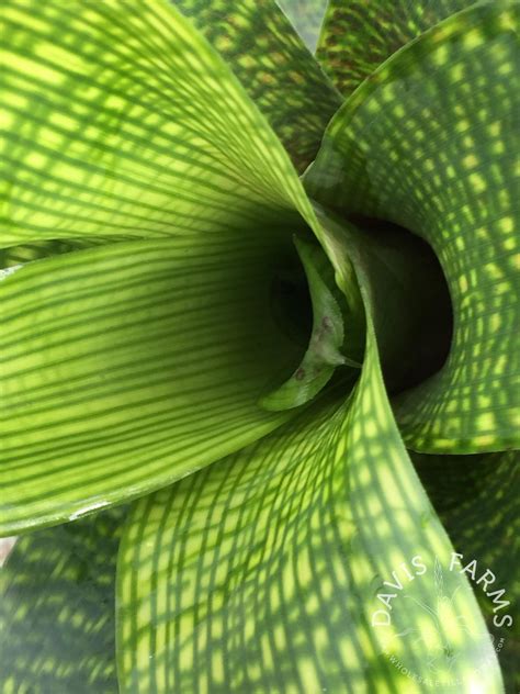 Vriesea Fenestralis Davis Farms Wholesale Tillandsias