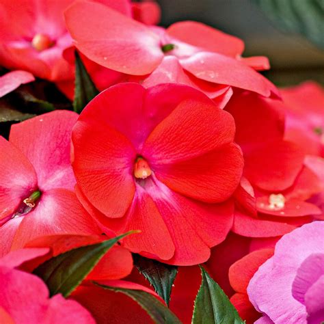 How To Plant And Grow New Guinea Impatiens