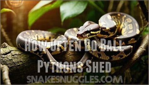 Ball Python Shedding Complete Guide To Signs Problems And Solutions