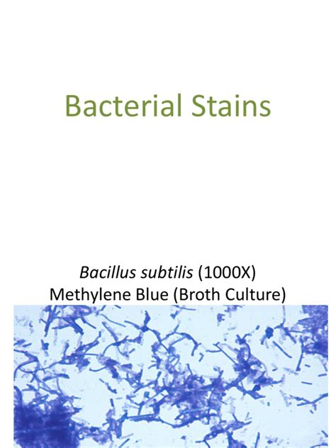 Bacterial Stains Pdf
