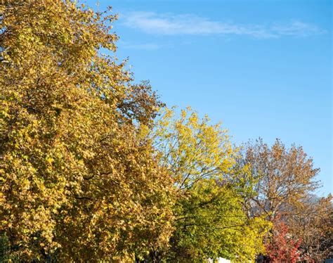 Plane Leaf Maple Deciduous Tree With Fresh And Dry Falling Foliage Autumn Flora Blue Sky
