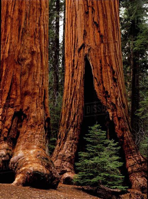 Great Sequoia National Park Visitor Center On This Favorite Site