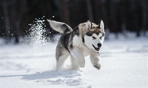 Red Husky With Blue Eyes Wallpaper