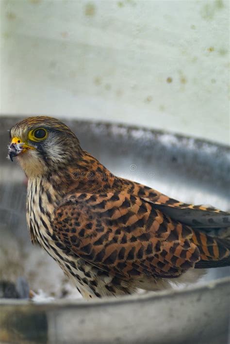 Red Tail Hawk Stock Image Image Of Sharp Foot Plume 66276885