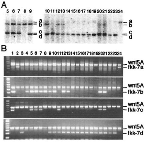 Inverse Pcr And Dna Sequencing Analysis Of The Tol2 Insertions A
