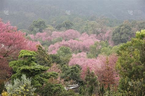 樱花粉色樱之花天空水平画幅无人梅花户外泰国冬天素材 花瓣网