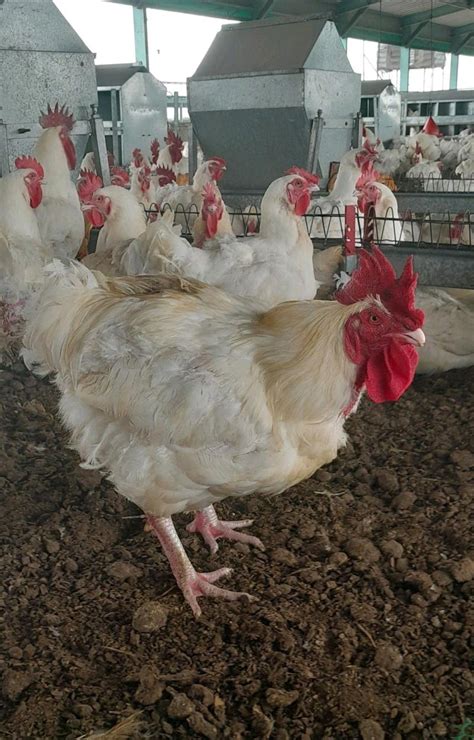 Steps For Artificial Insemination In Broiler Breeders Farmers Trend