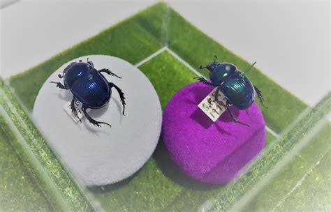 【新名所】『糞虫館』に行ってみた！「フンコロガシ」のイメージが180度変わること間違いなしやで～ ロケットニュース24
