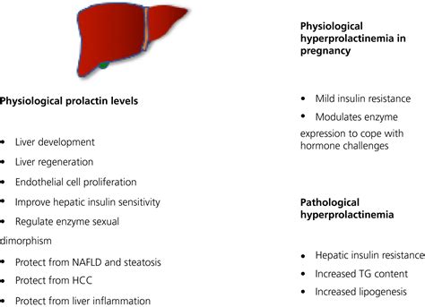Prolactin Hormone Function