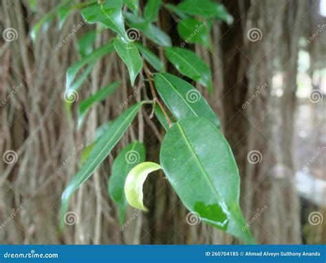 Banyan Tree Leaves That Have Been Exposed To Rain In The Forest Stock