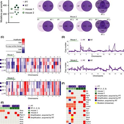 Mammary Tumor Formation In The Trp53 Knockout Ko Ikrasg12d Mouse Download Scientific Diagram