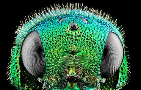 Extreme Macro Photography